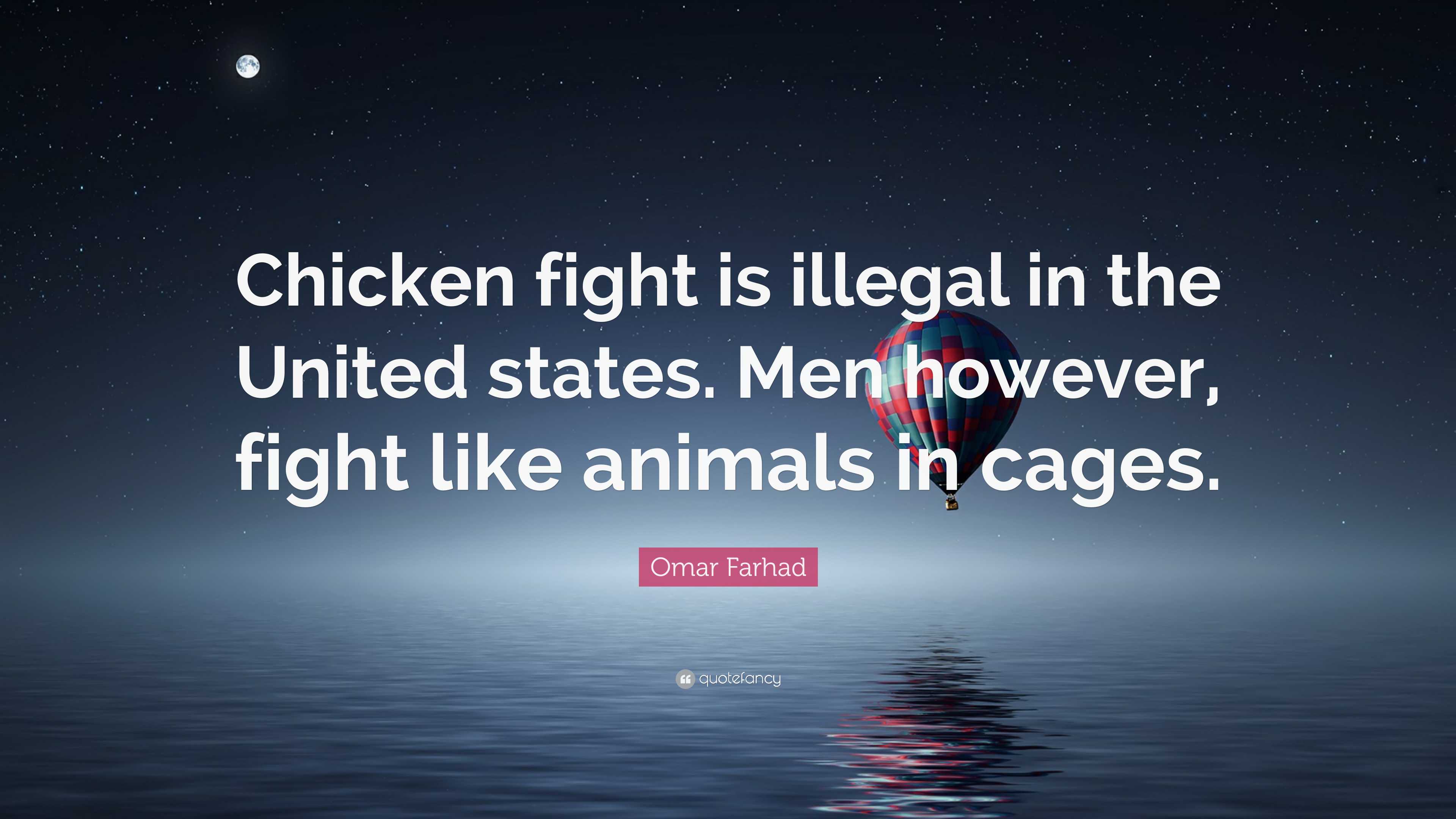 Omar Farhad Quote: “Chicken fight is illegal in the United states. Men ...