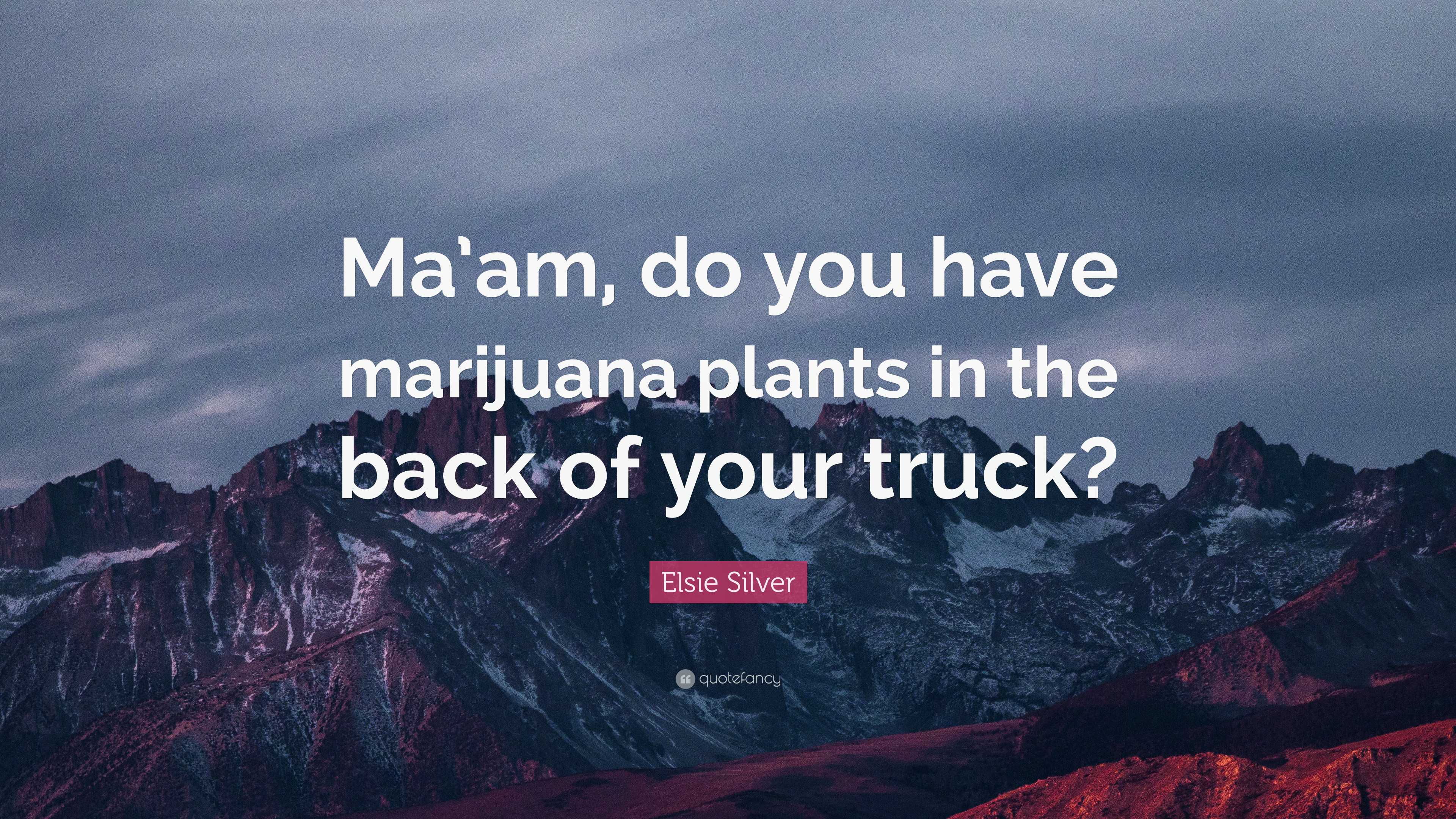Elsie Silver Quote: “Ma’am, do you have marijuana plants in the back of ...